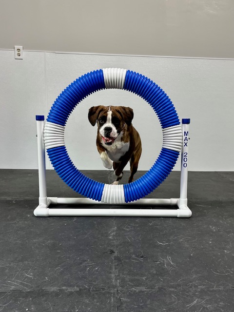 30 Examples Of Technology In Education - Paws Canine Activity Center